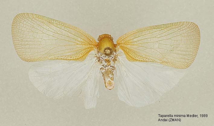 Papua Insects Foundation (Hemiptera/Auchenorrhyncha/leafhopper ...